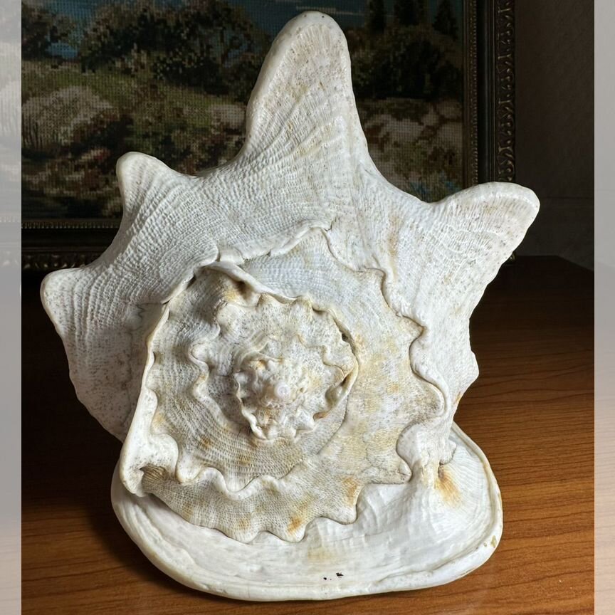 Великолепная морская раковина огромная