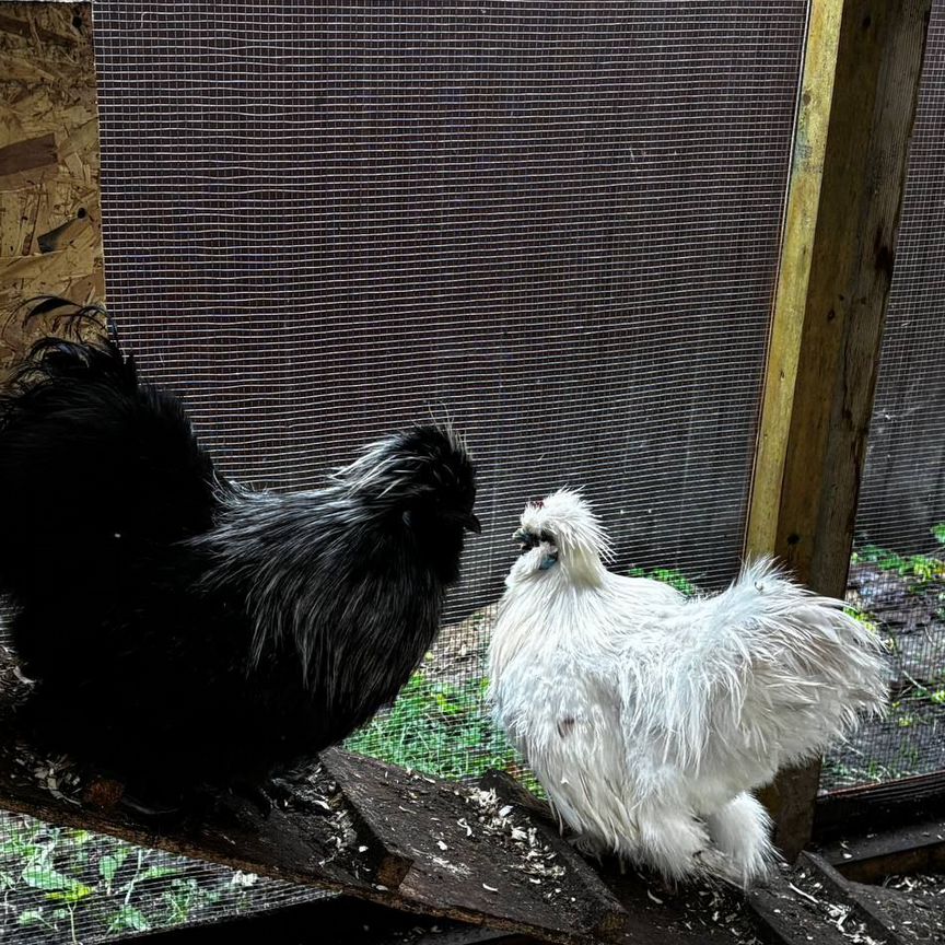 Петушок породы китайская шелковая