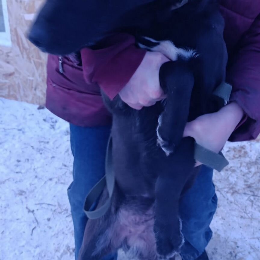 Взрослая собака в добрые руки