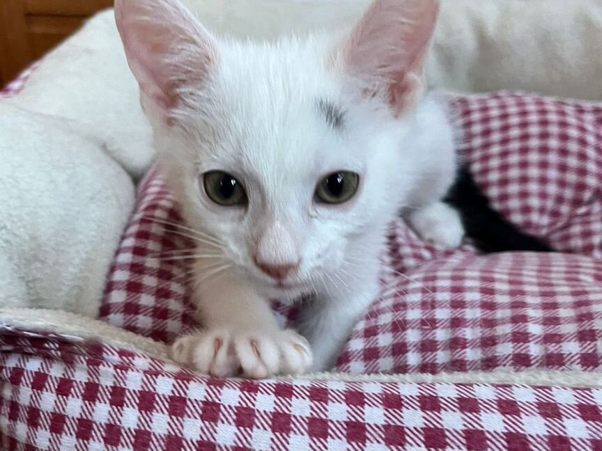 Белый маленький котенок в добрые руки