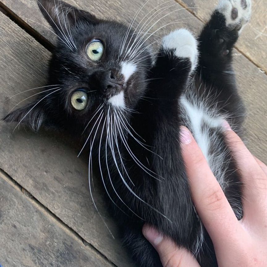 Котик Бантик