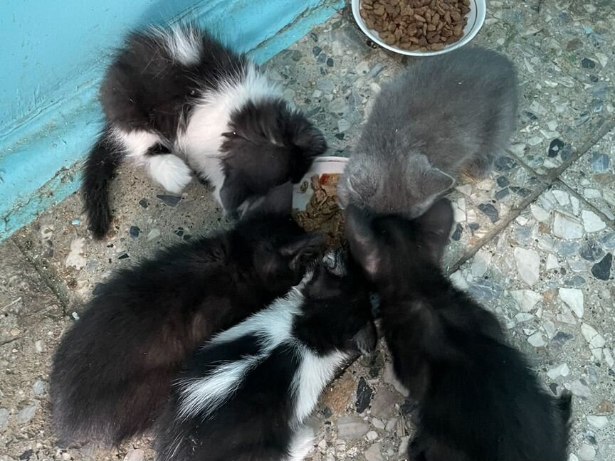 Котята в добрые руки