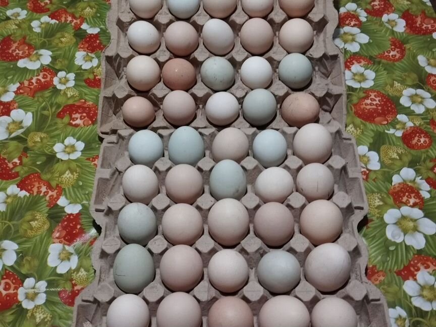 Яйцо инкубационное помесное, куры разных пород