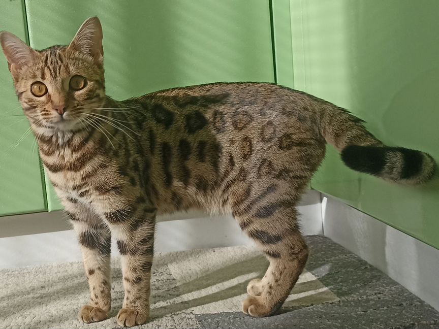 Бенгальская