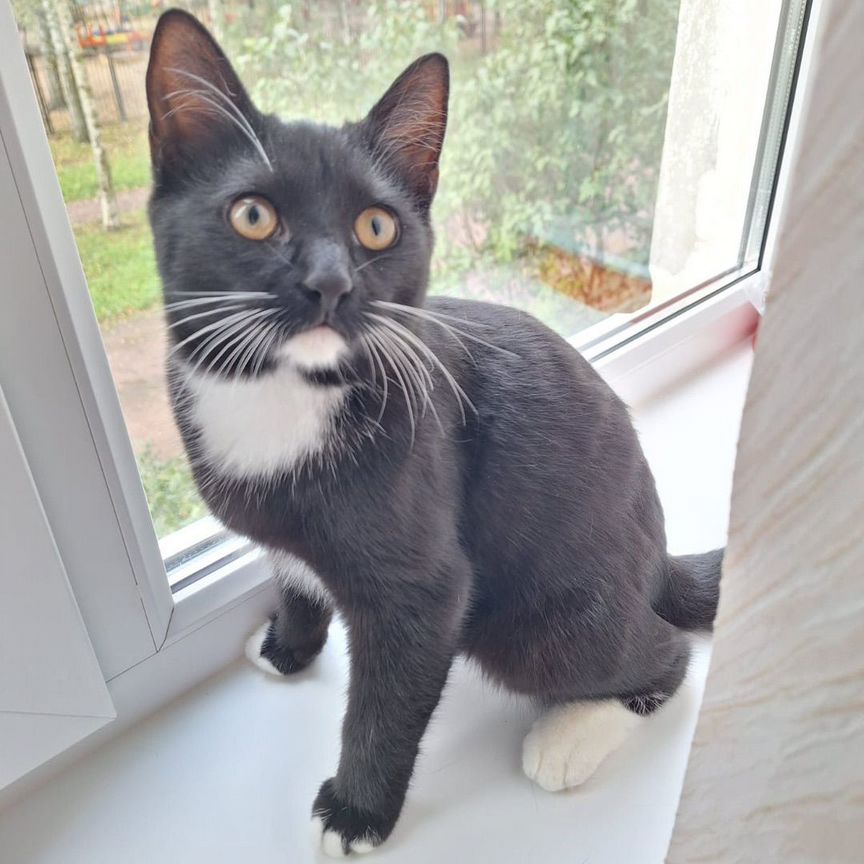 Кот 7 месяцев