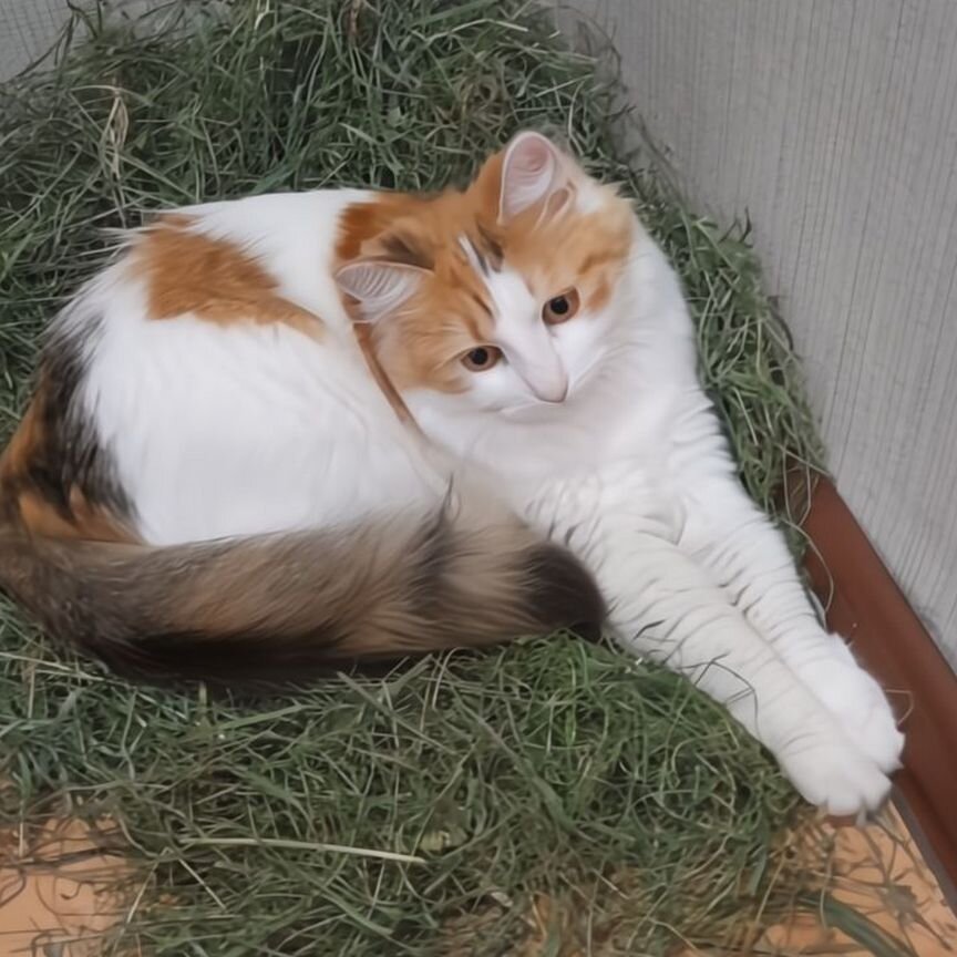 Норвежская лесная кошка, взрослая