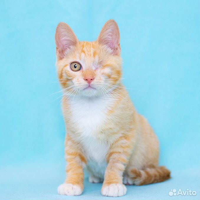 Особенный одноглазый котенок Рыжик 4,5 мес. в дар