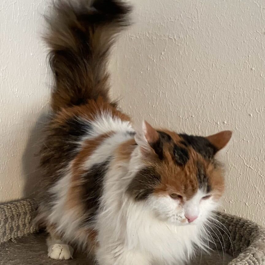 Кошка Клео