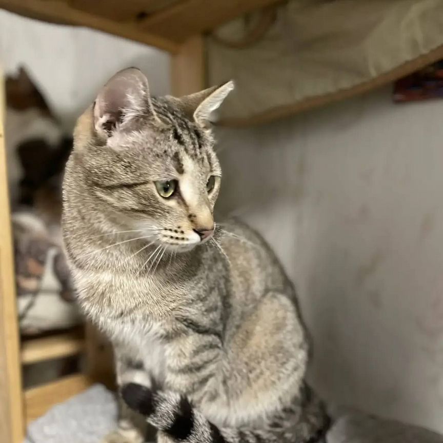 Взрослый кот в добрые руки