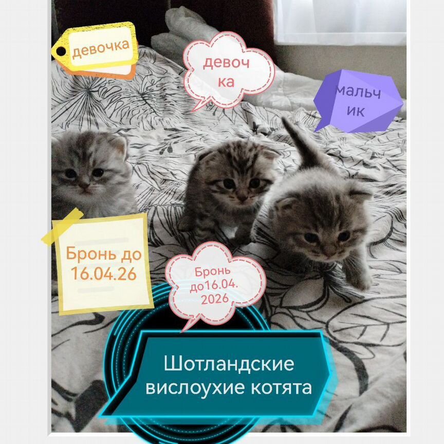 Шотландский вислоухий длинношёрстный котёнок