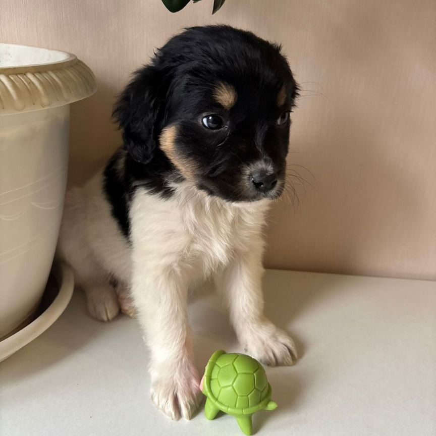 Щенок в добрые руки