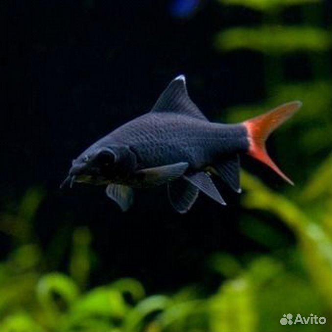 Лабео Биколор