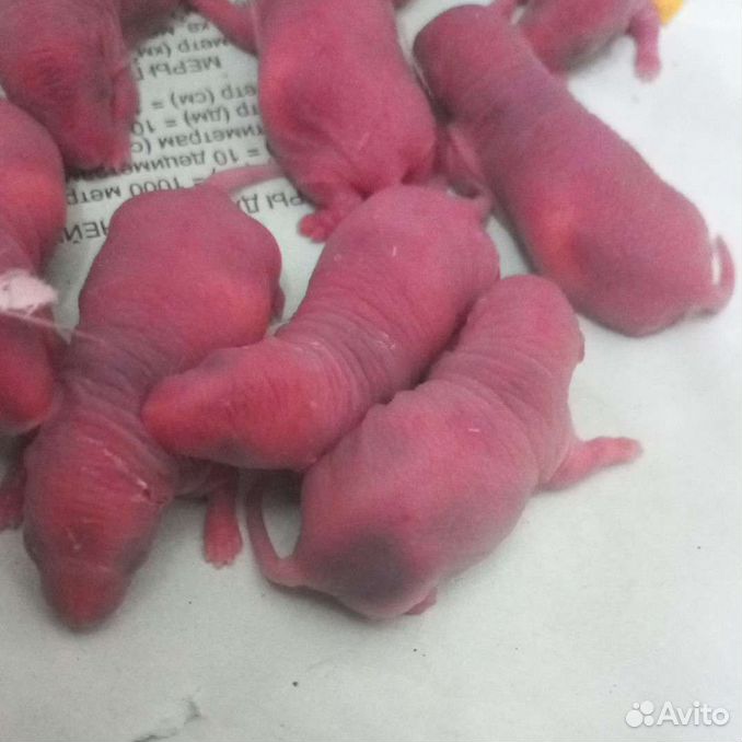 Отдам крыс бесплатно, порода Данбо