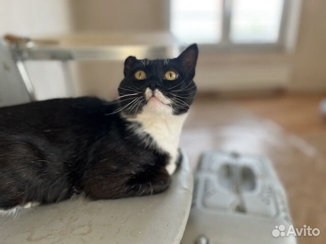 Лучший кот в добрые руки