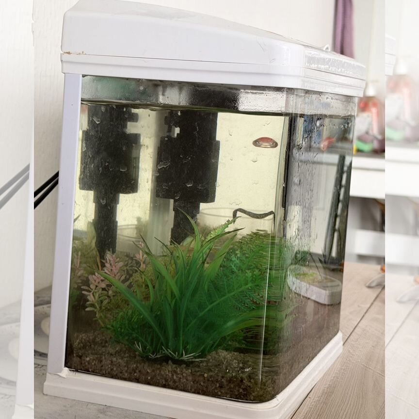 Аквариум маленький бронь до 20.00