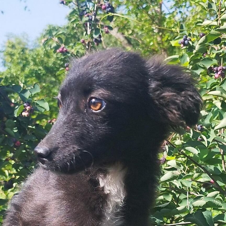 Собака в добрые руки