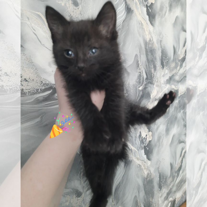 Котёнок в добрые руки