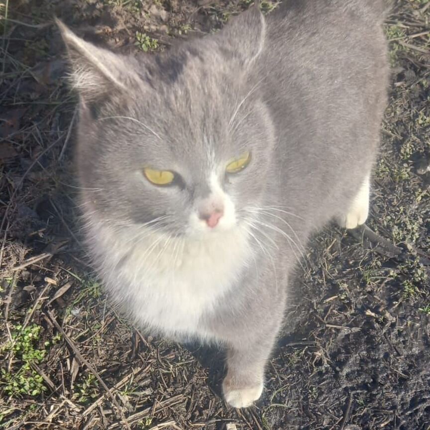 Очень ласковая кошечка подросток