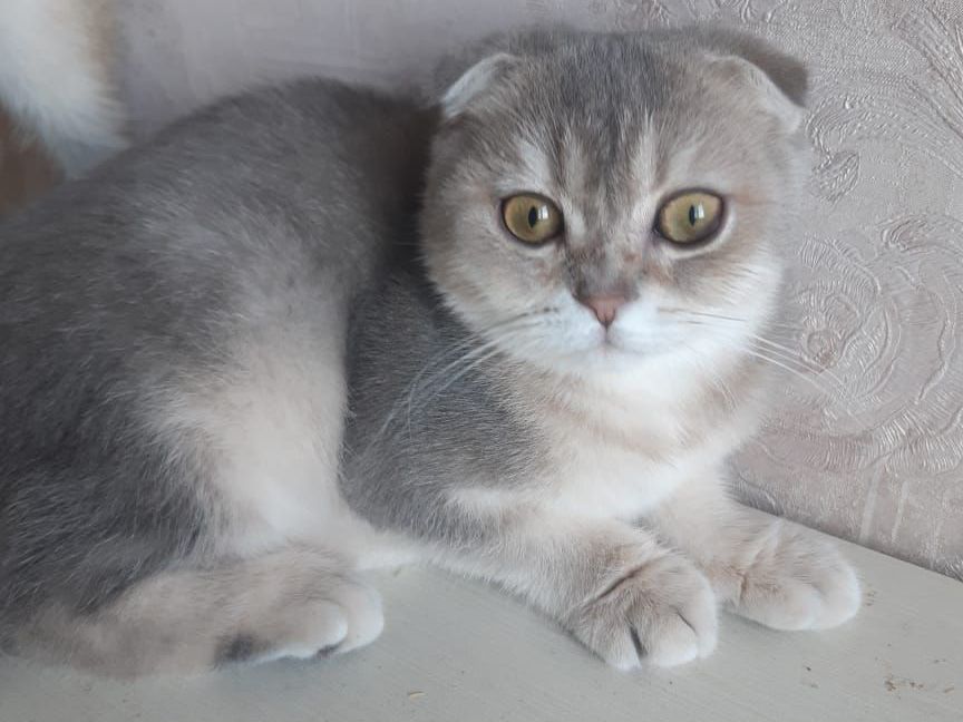 Шотландская вислоухая кошка