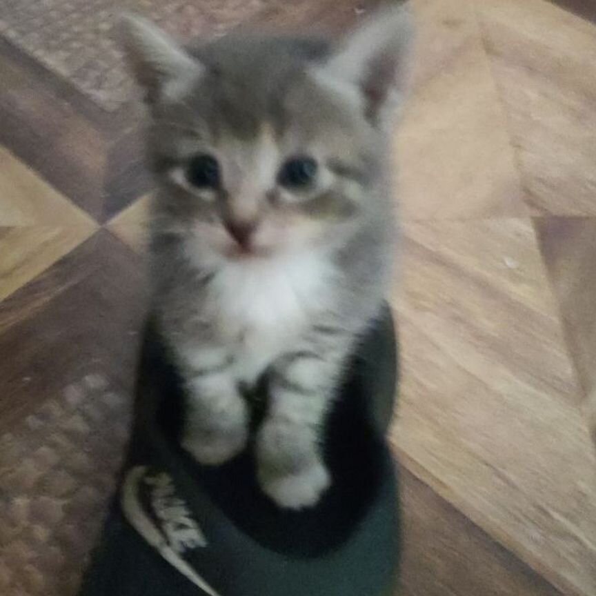 Котята в добрые руки бесплатно