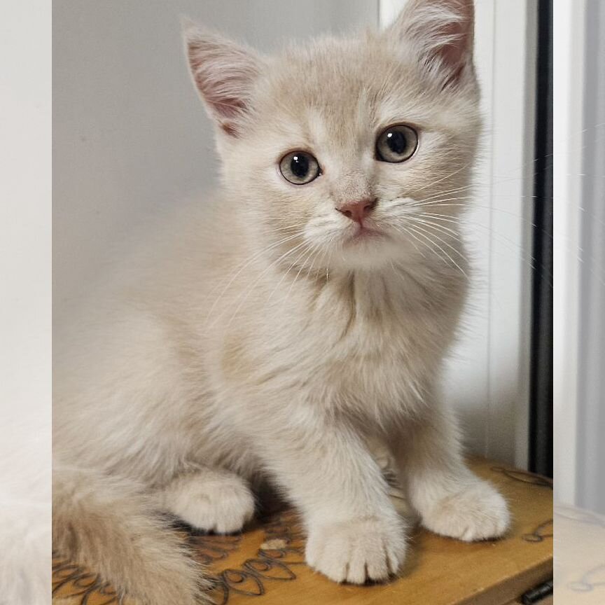 Шотландские котята девочка