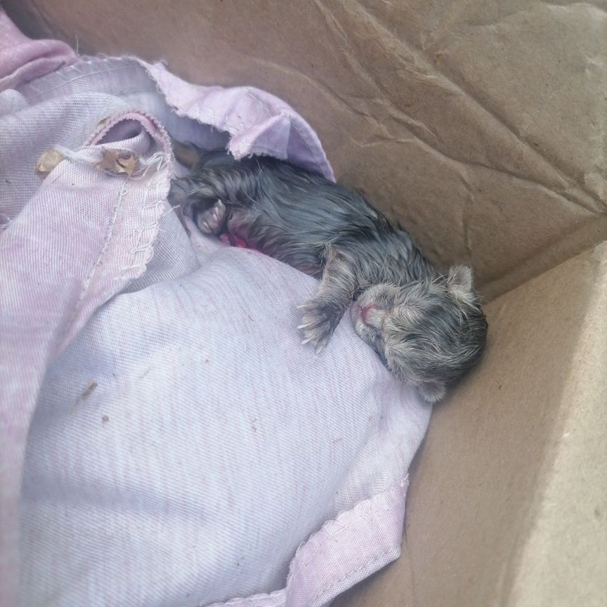 Котята в добрые руки бесплатно