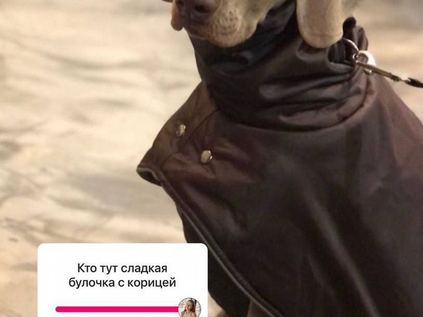 Попона /комбинезон на собаку