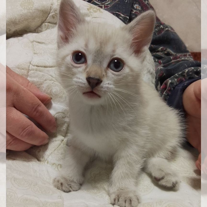 Шотландский прямоухий длинношёрстный котёнок