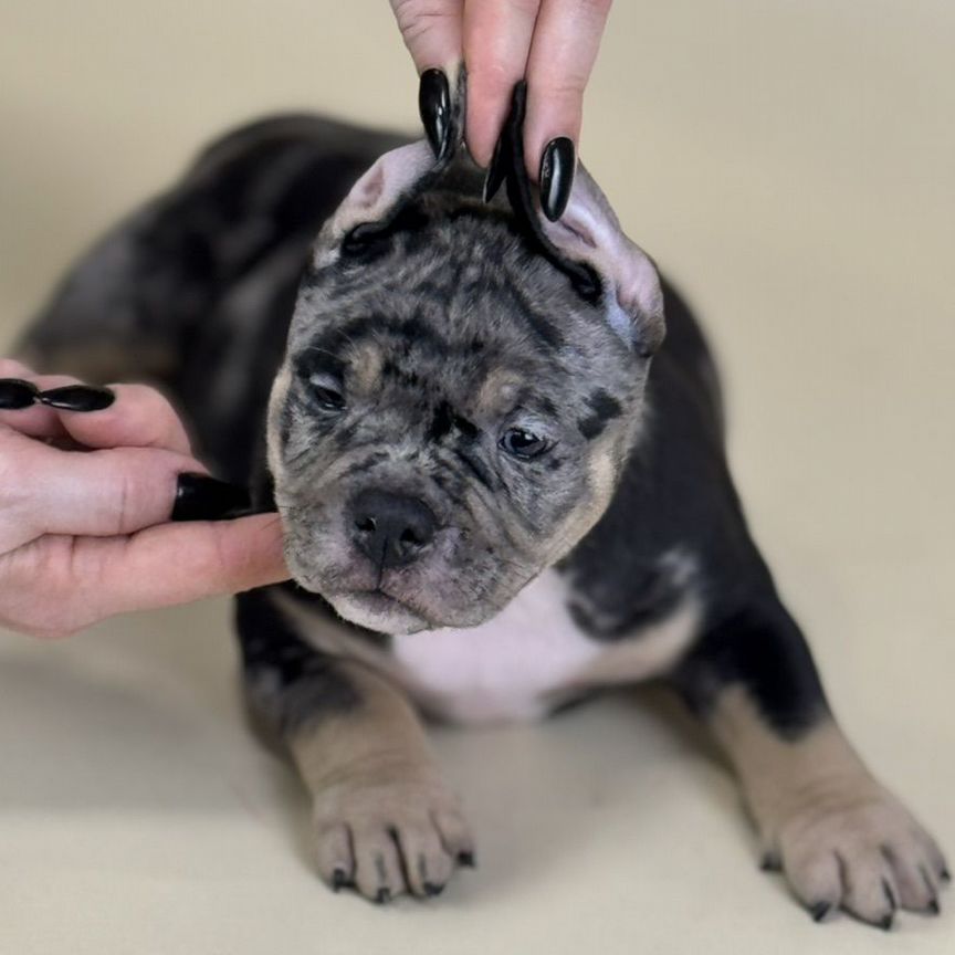 Американский булли - яркая малышка покет