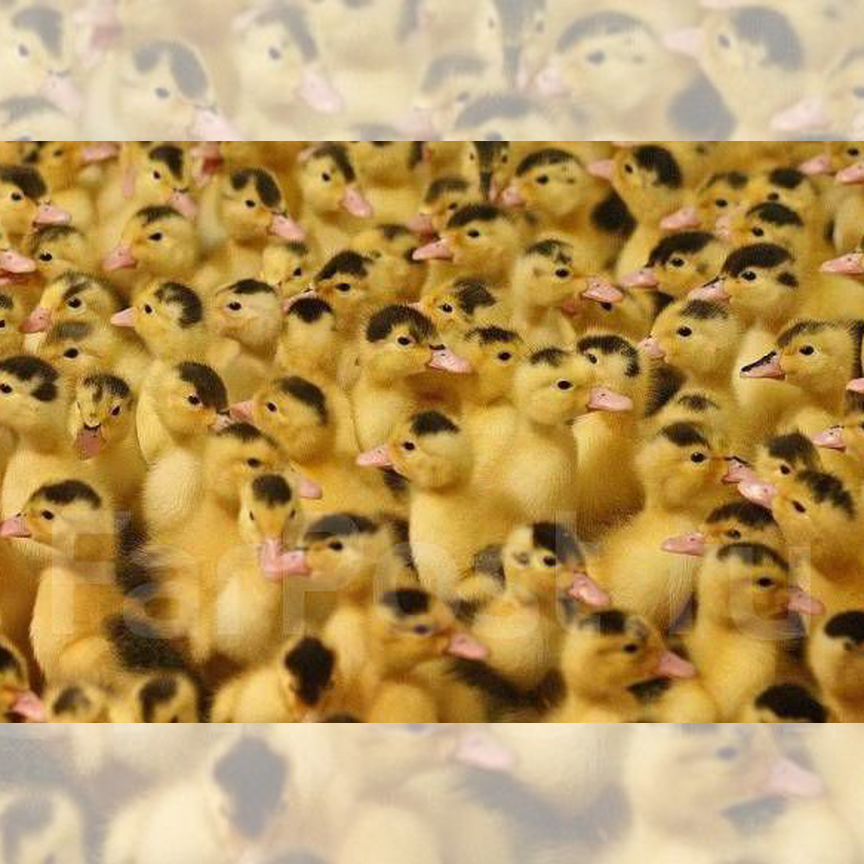 Птица Мулард