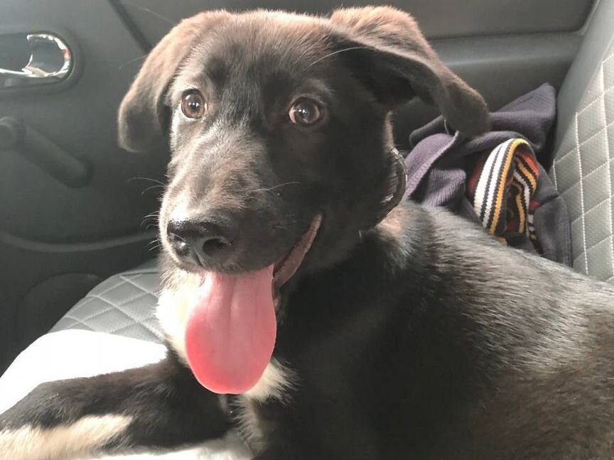 Собака в добрые руки