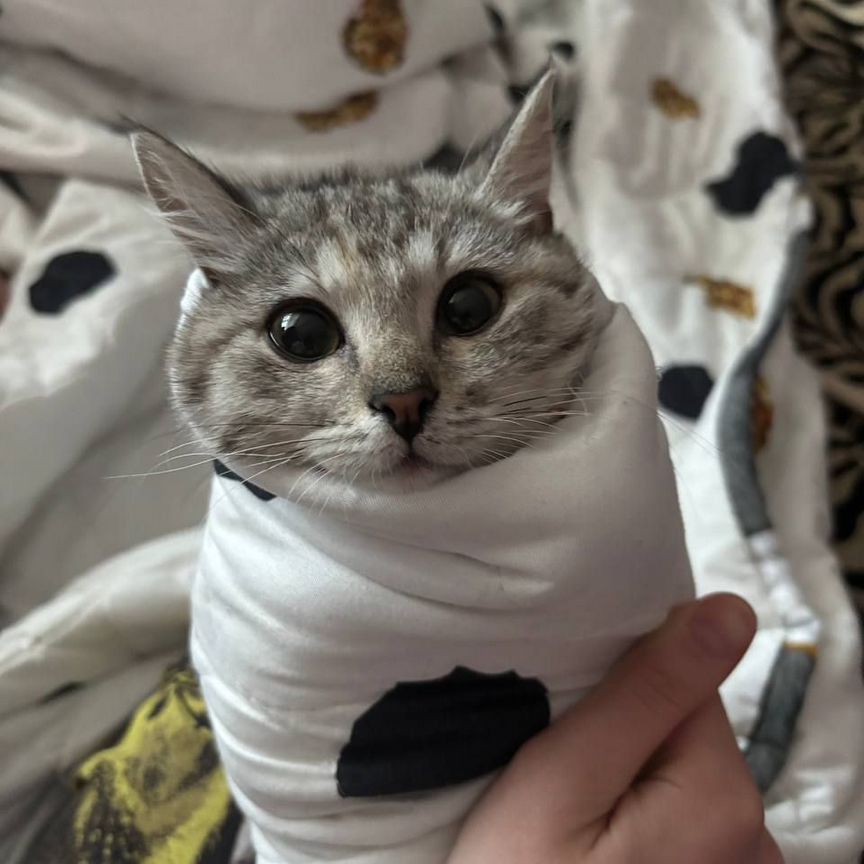 Отдаю котенка в хорошие руки
