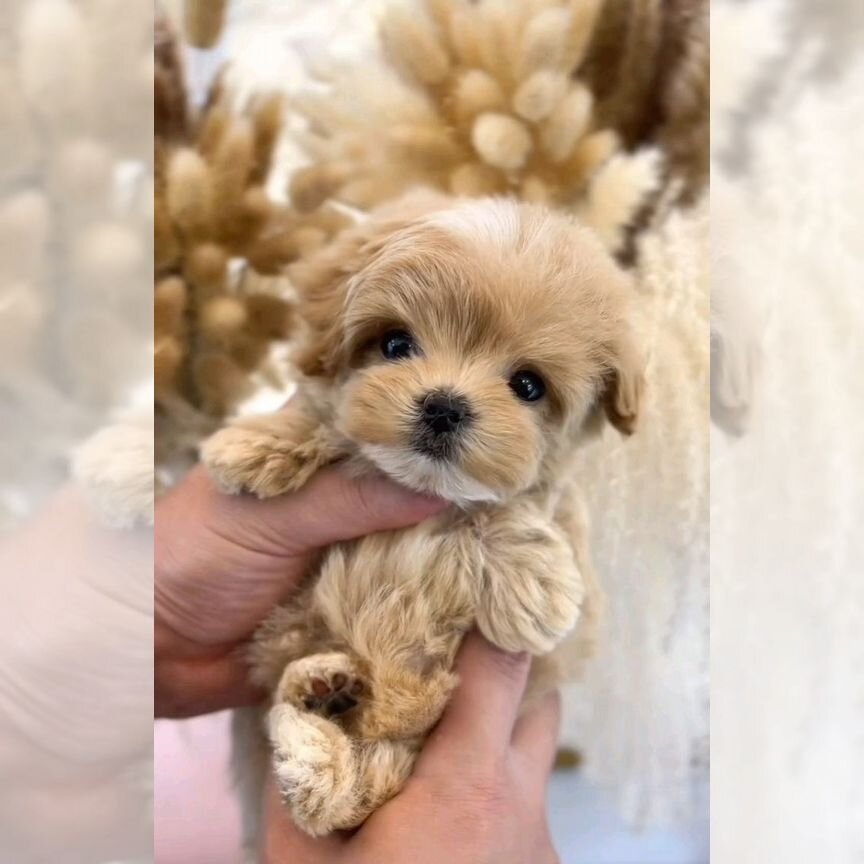 Мальтипу, щенок