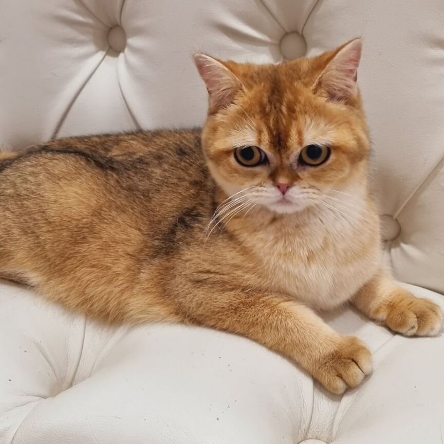Шотландская девочка Скоттиш Страйт