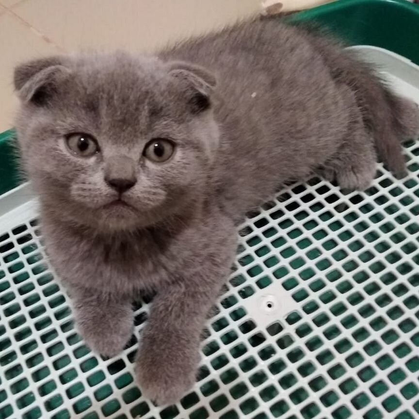Шотландские вислоухие котята