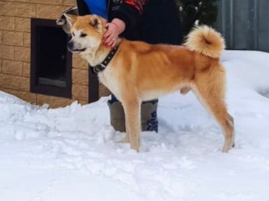 Акита ину в любящие руки