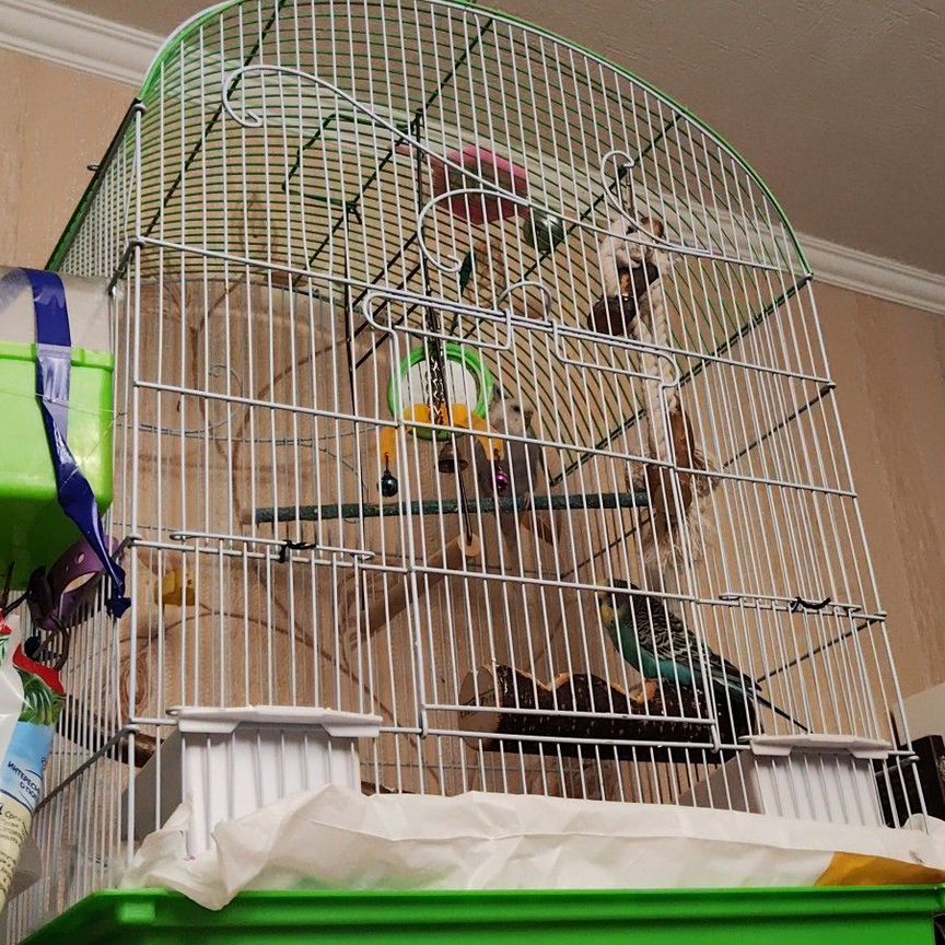 Волнистый попугай