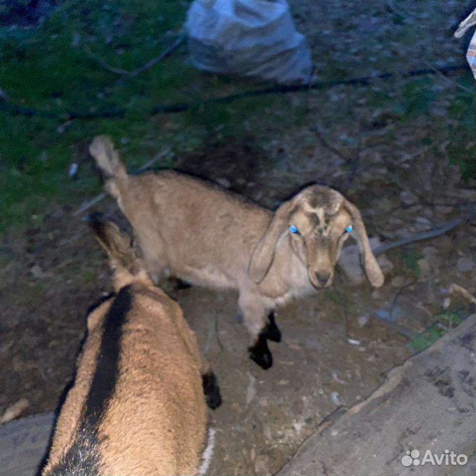 Коза нубийская