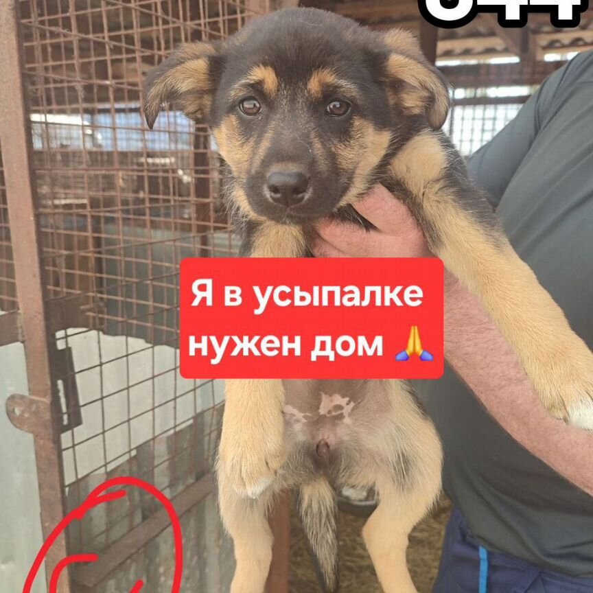 Щенок в добрые руки