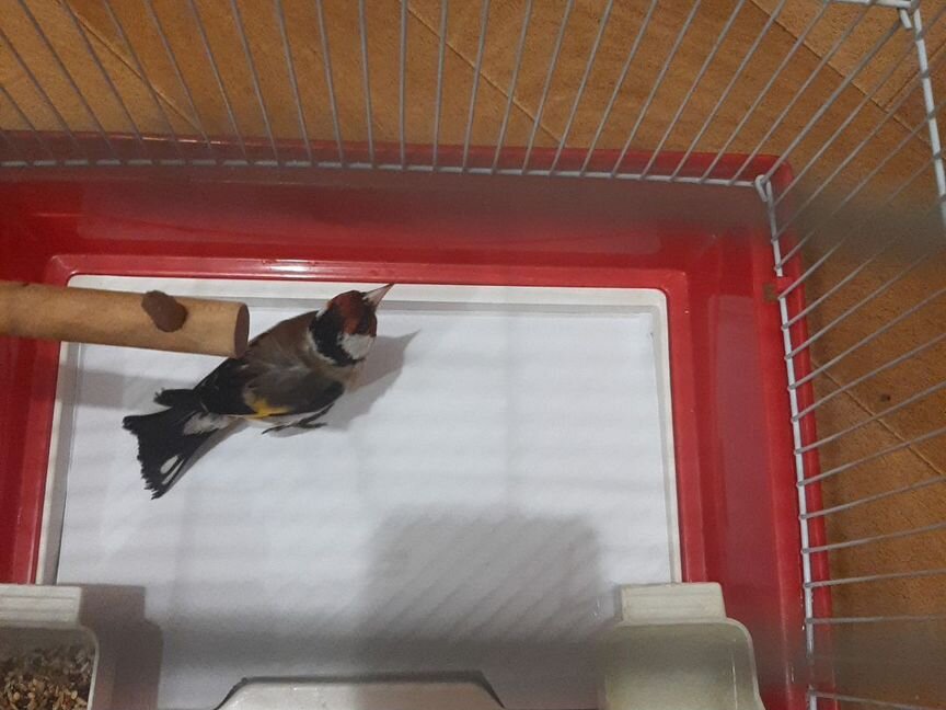 Щегол с клетка