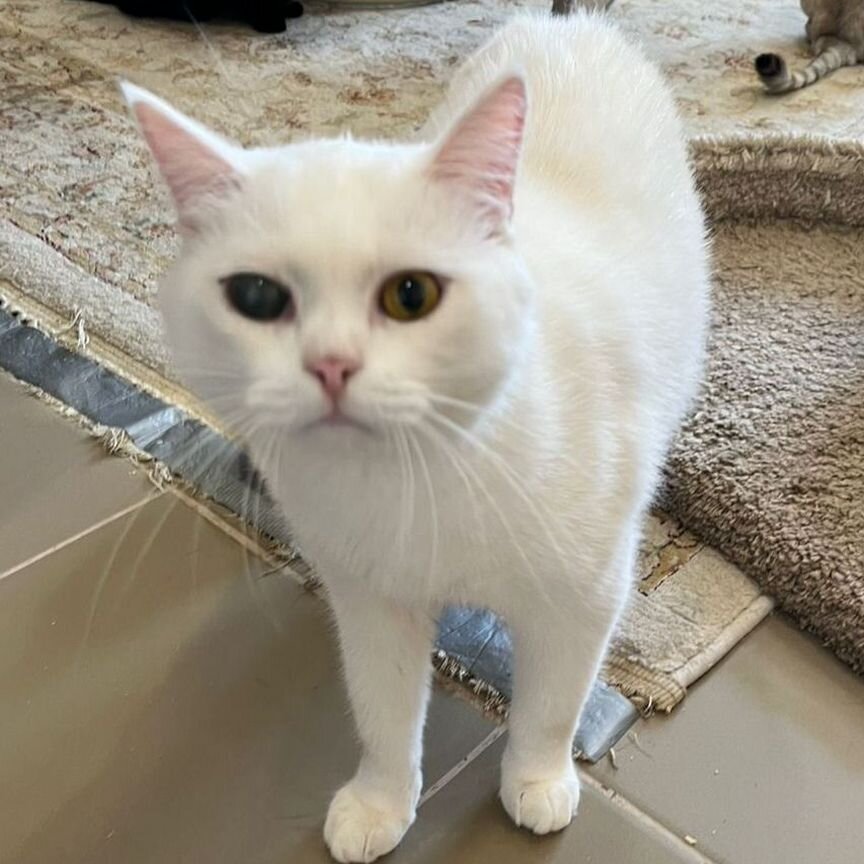 Отдадим котика