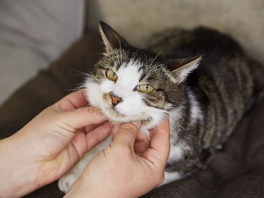 Хорошенькая Лисма в добрые руки