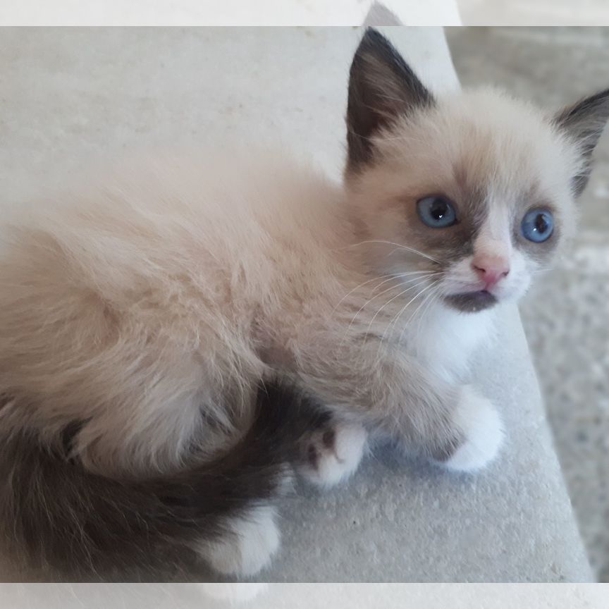 Котёнок в добрые руки