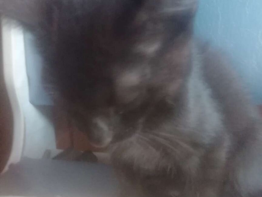 Бомбейская кошка