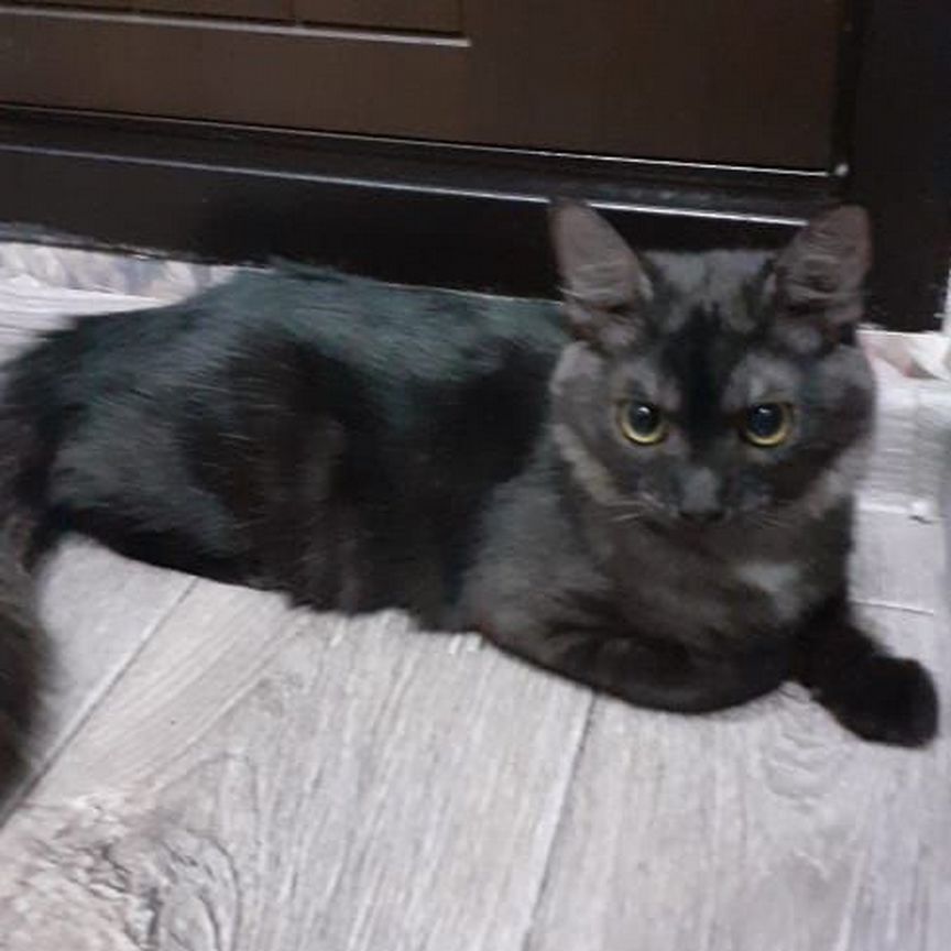 Котёнок Джулия
