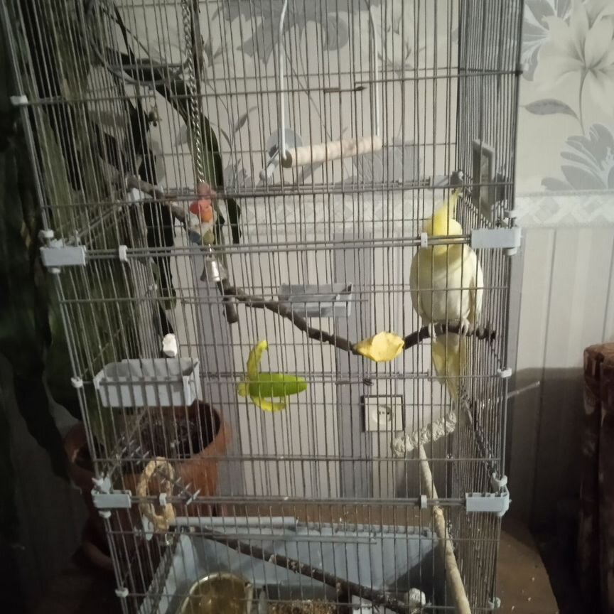 Попугай корелла с клеткой