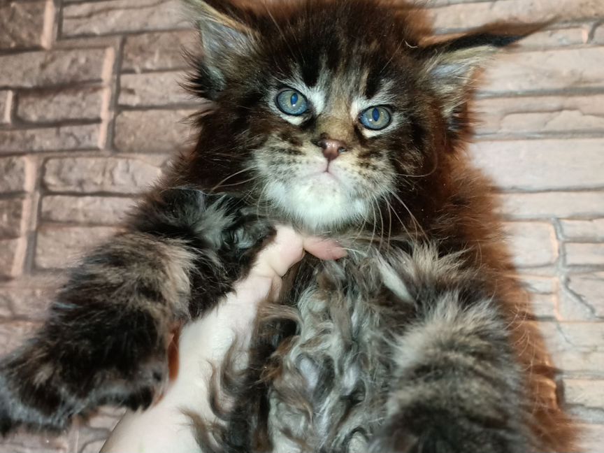 Мейн-кун котики и кошечки