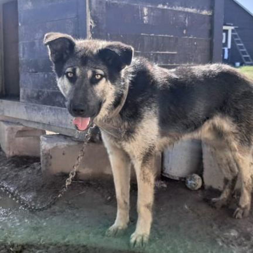 Собака в добрые руки