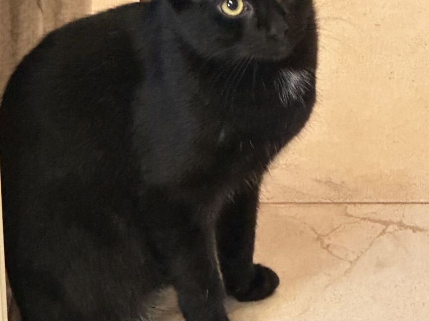 Необычный котенок Микки