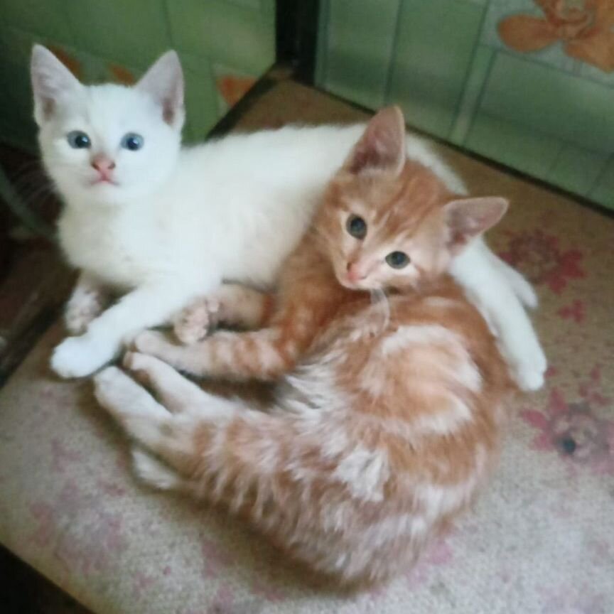Котята